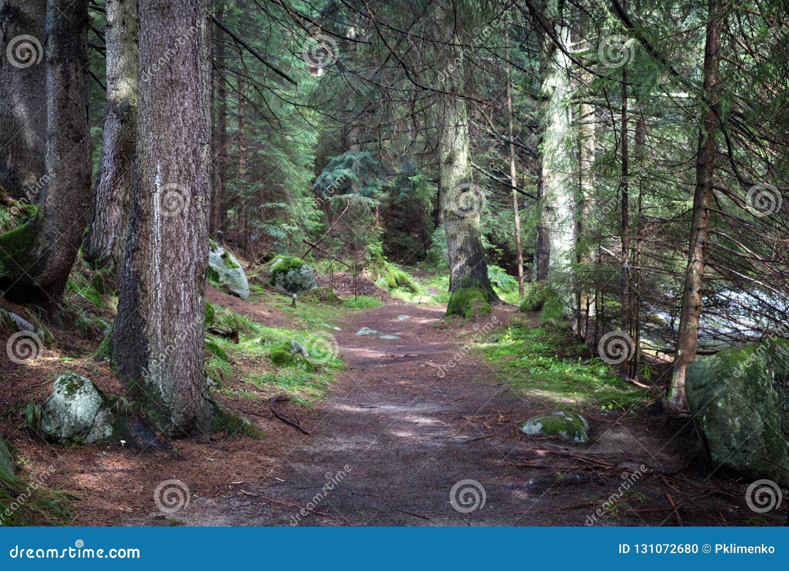 Pathway among big trees stock photo. Image of travel - 131072680