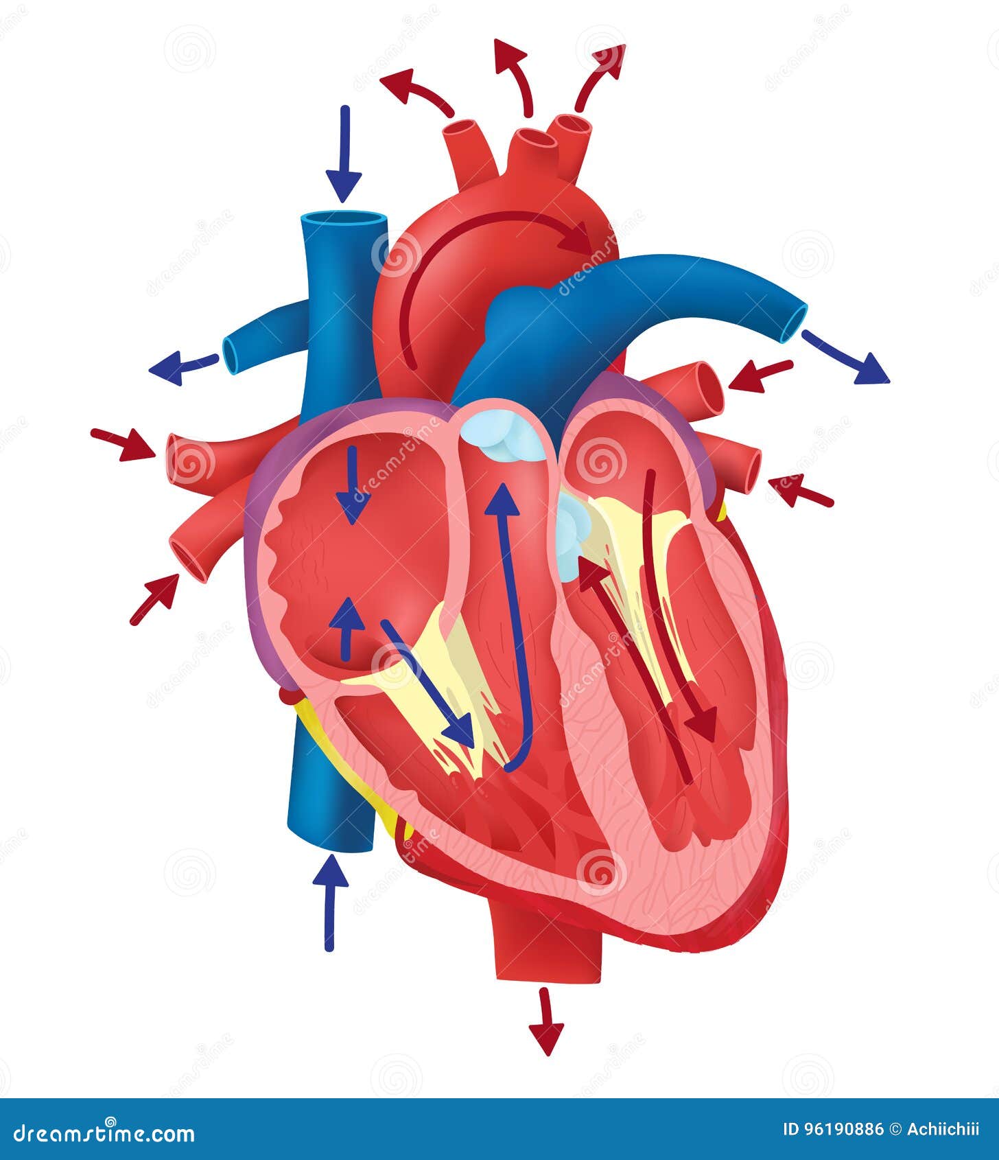 Pathway of Blood stock vector. Illustration of cardiac - 96190886