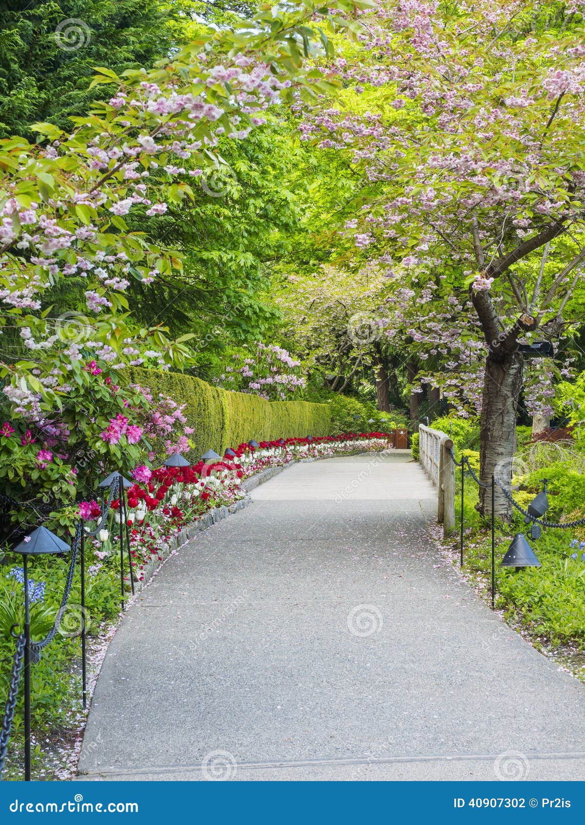Pathway in a Blossoming Garden Stock Photo - Image of blossom, green ...