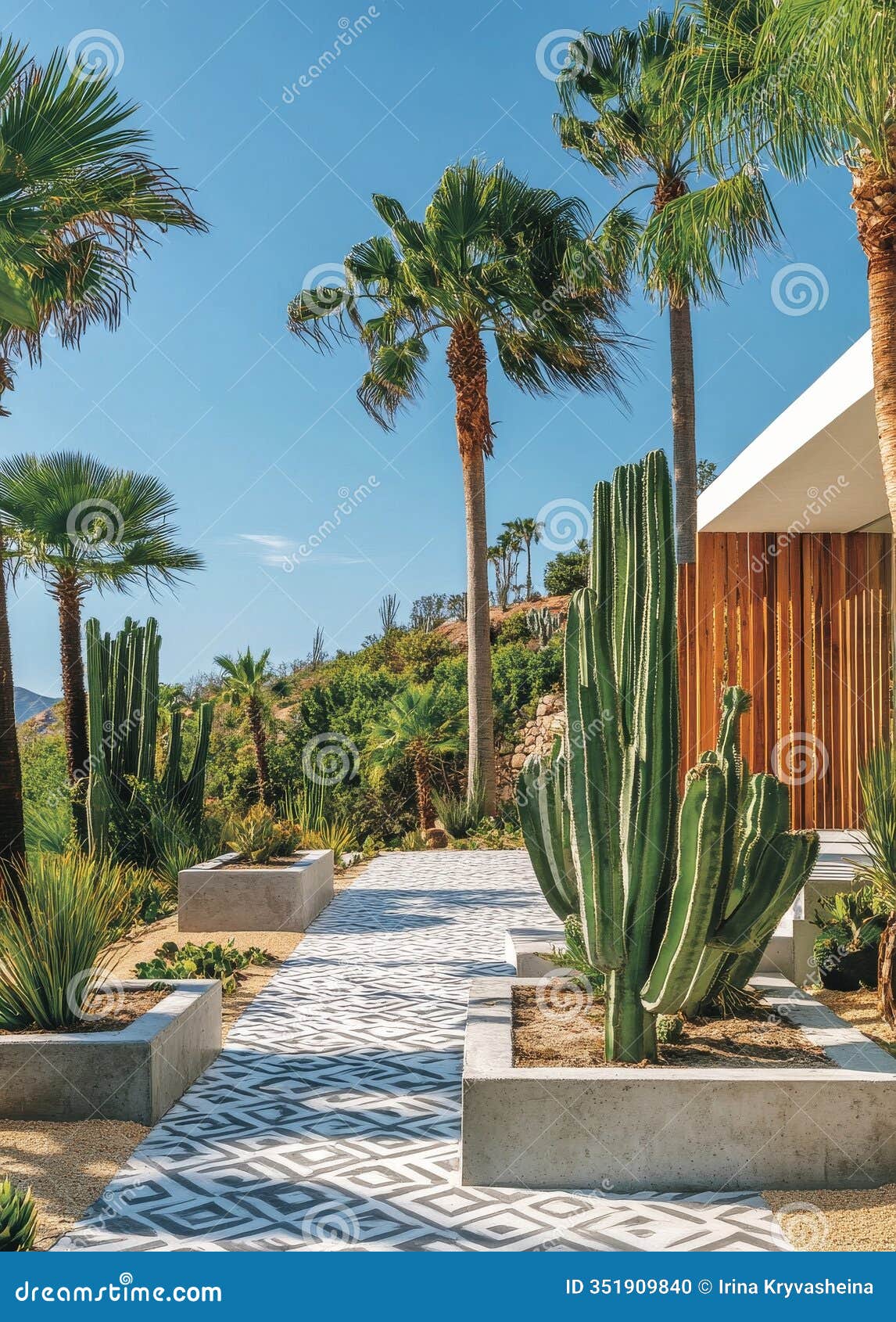 Pathway Bordered by Cacti and Palm Trees in a Modern Landscape Design ...