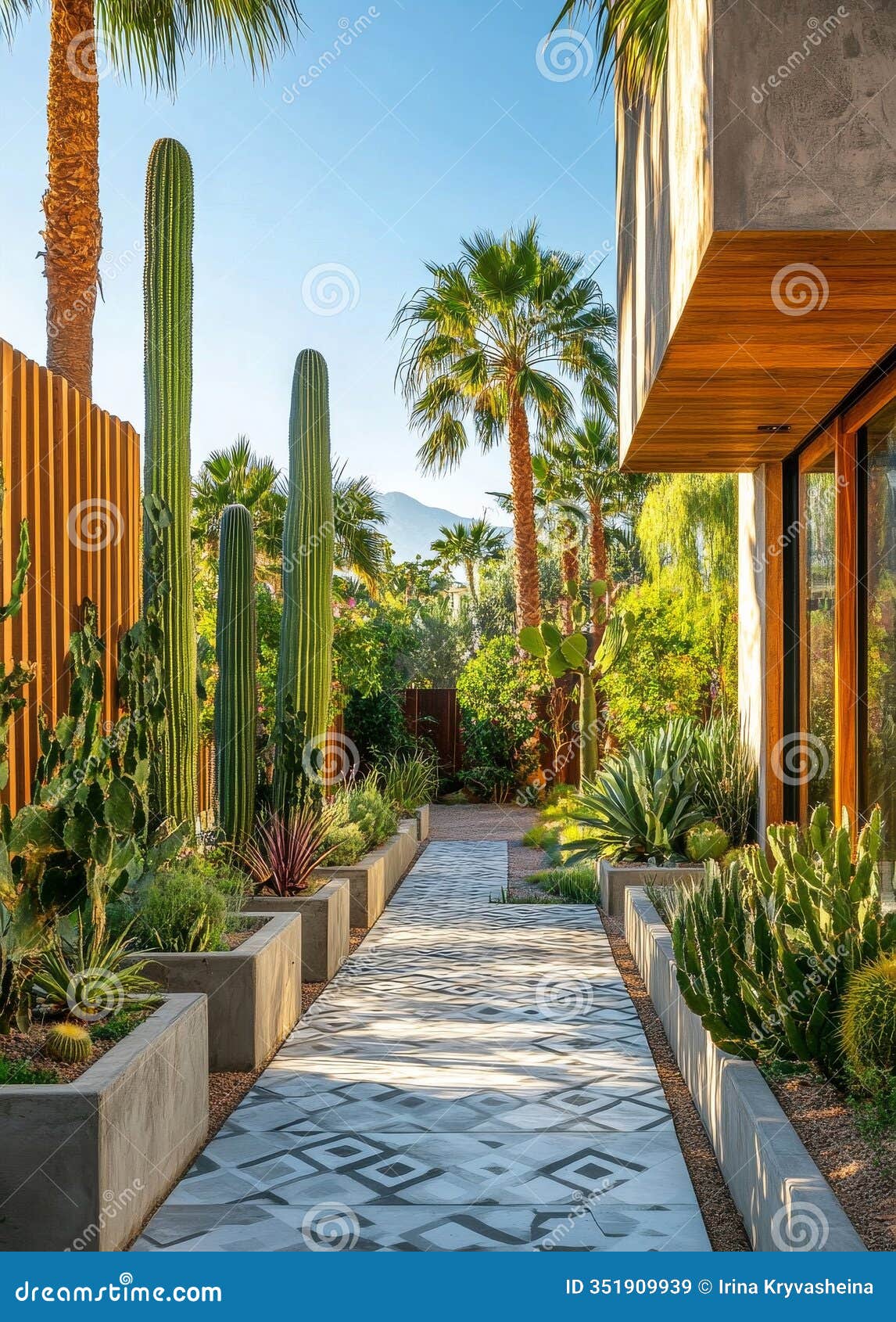 Pathway Bordered by Cacti and Palm Trees in a Modern Landscape Design ...