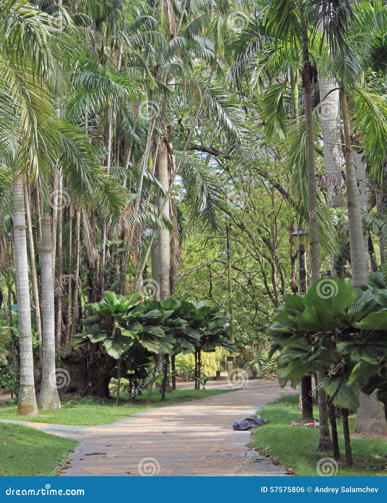 Pathway in Botanical Garden of Kuala Lumpur Stock Photo - Image of ...