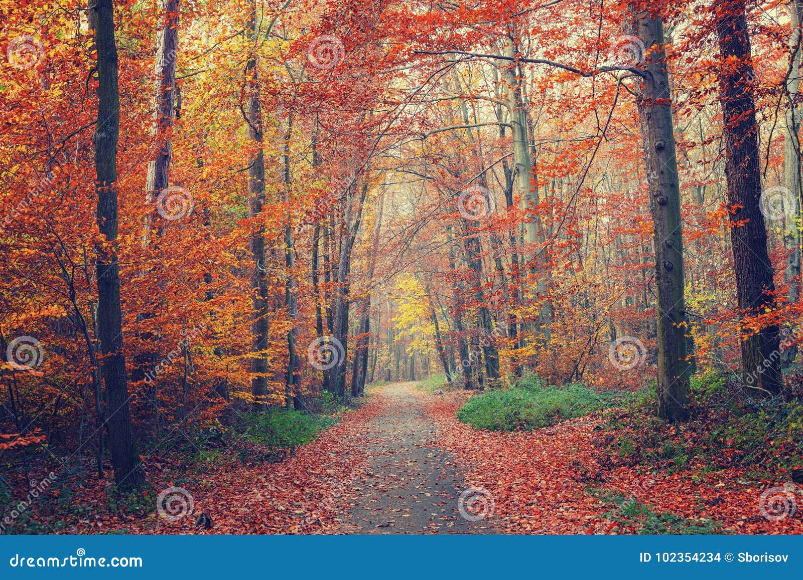Pathway in autumn forest stock photo. Image of fresh - 102354234