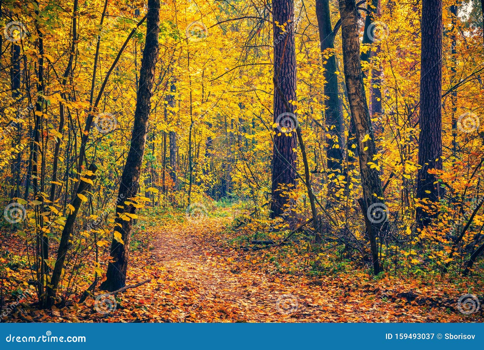 Pathway in autumn forest stock image. Image of landscape - 159493037