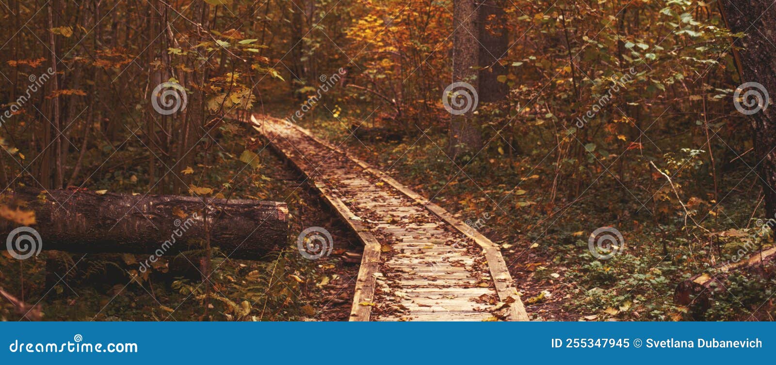 Pathway in the Bright Forest. Autumn Falling Leaves Stock Image - Image ...
