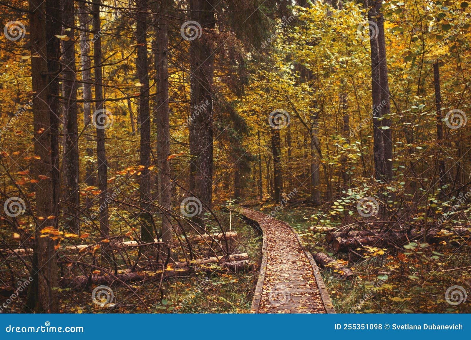 Pathway in the Bright Forest. Autumn Falling Leaves Stock Photo - Image ...