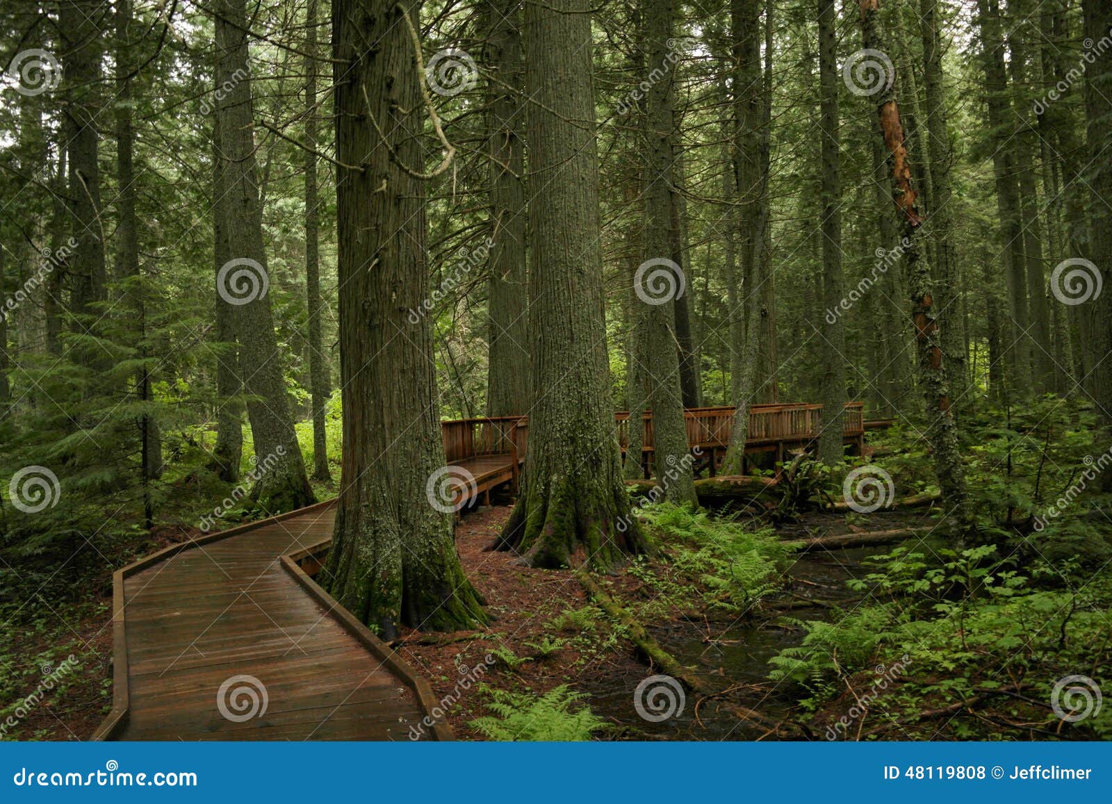 Pathway through Ceders. stock photo. Image of nature - 48119808