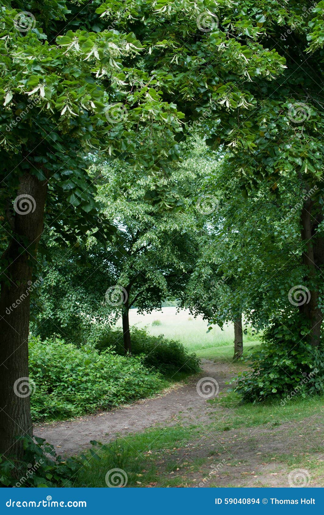 Pathway through a clearing stock photo. Image of path - 59040894