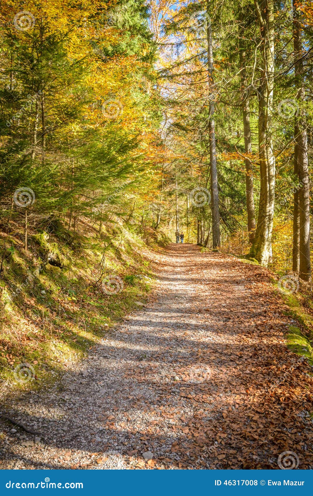 Pathway stock photo. Image of magnificent, deciduous - 46317008
