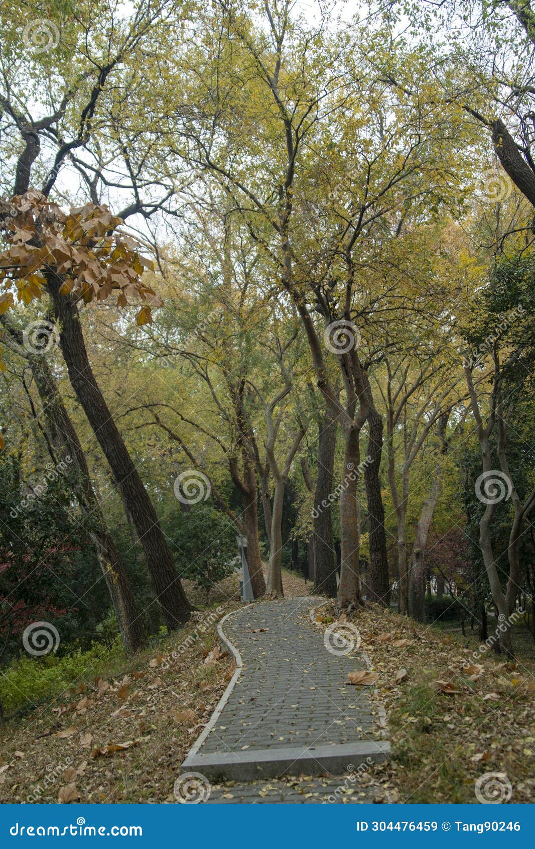 Pathway and Colorful Autumn Foliage in the Garden Stock Image - Image ...