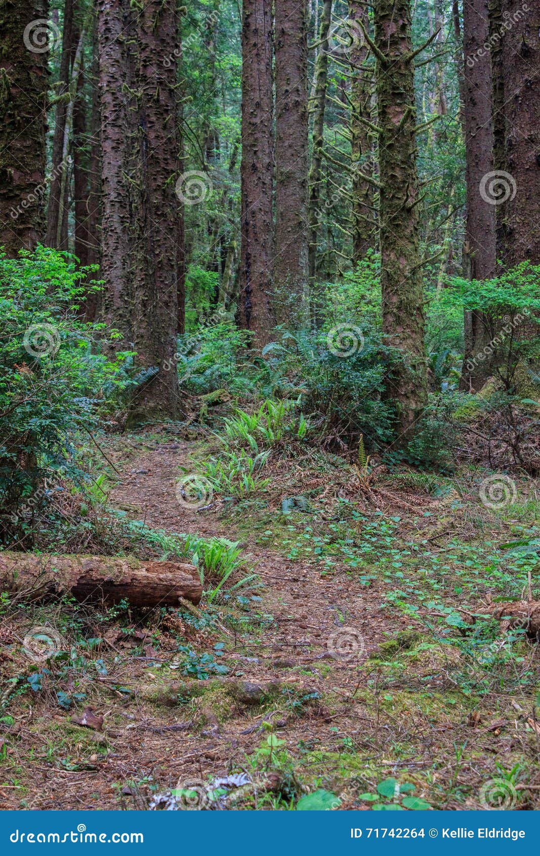 Pathway through an Conifer Forest Stock Photo - Image of conifer ...