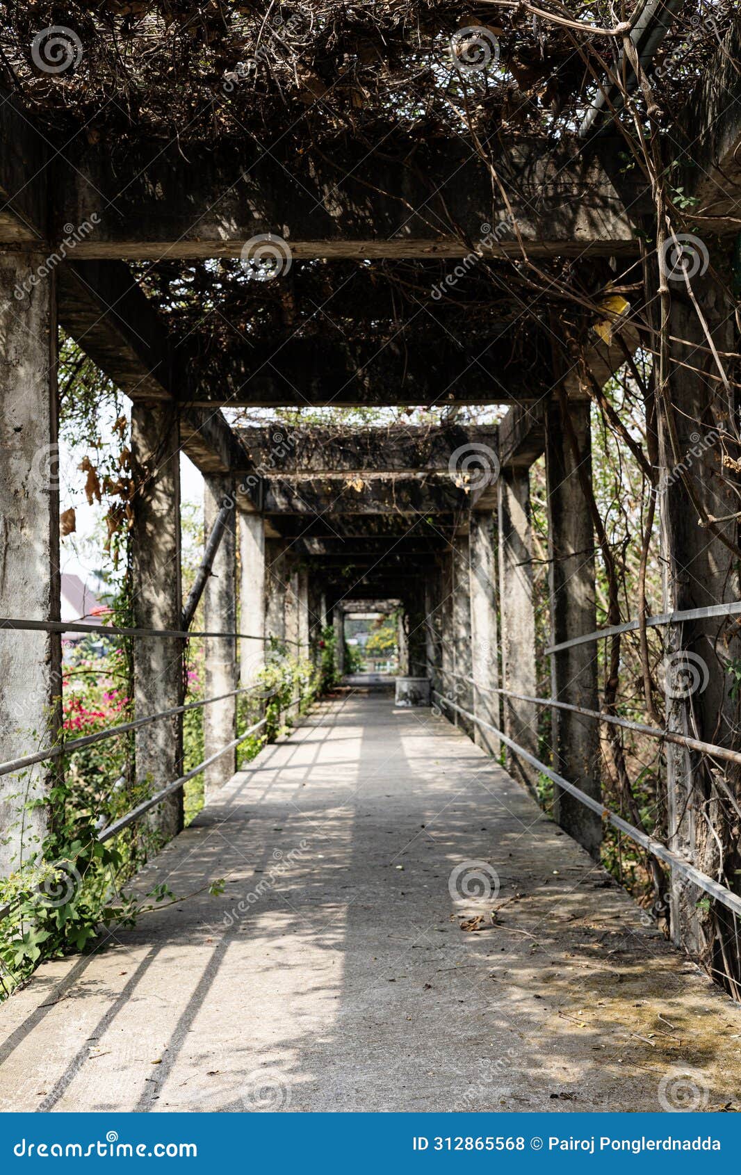 A Pathway Covered with Dry Vine Climbing Along the Arbor and Concrete ...