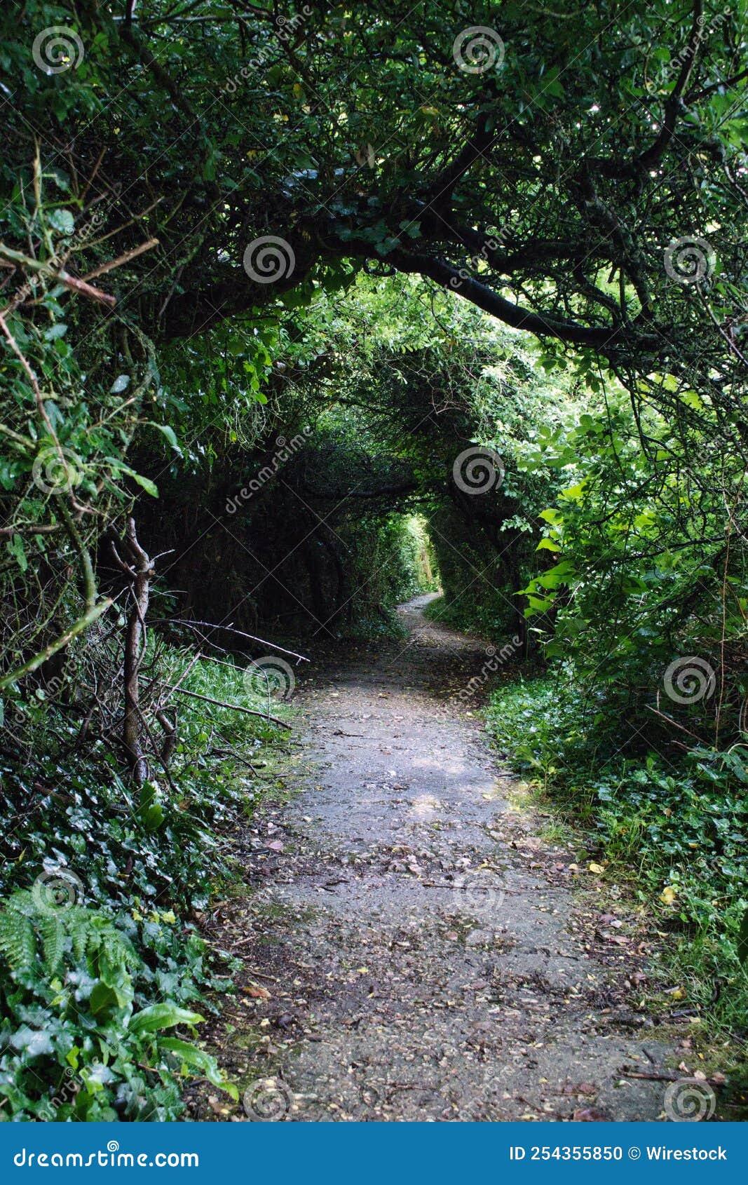 Pathway Covered with Greenery in a Beautiful Park Stock Photo - Image ...