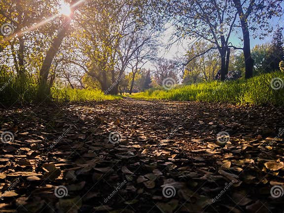 Nature walk stock image. Image of covered, nature, pathway - 103570363