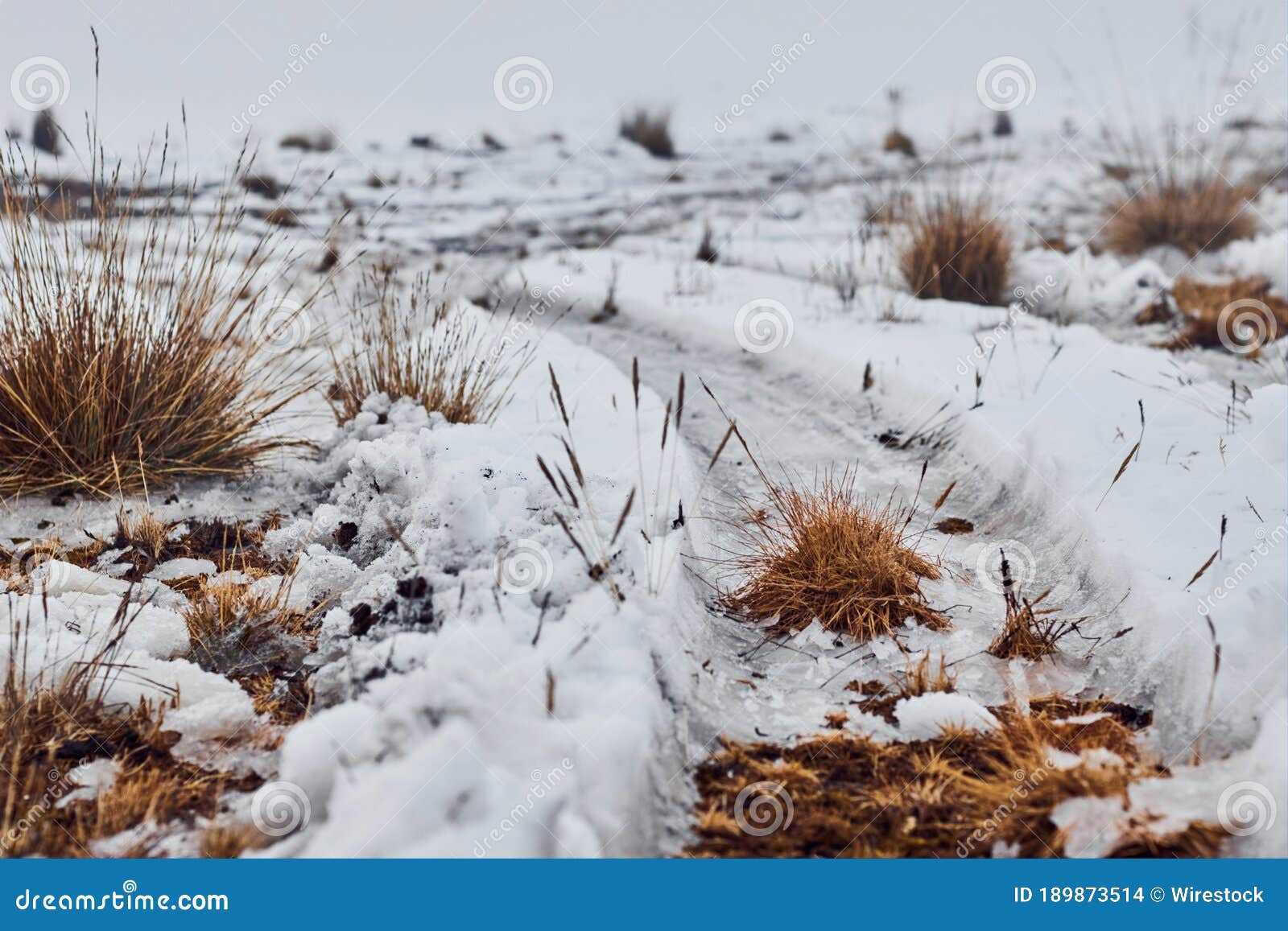 Pathway Covered in Snow and Dry Grass in Winter Stock Photo - Image of ...
