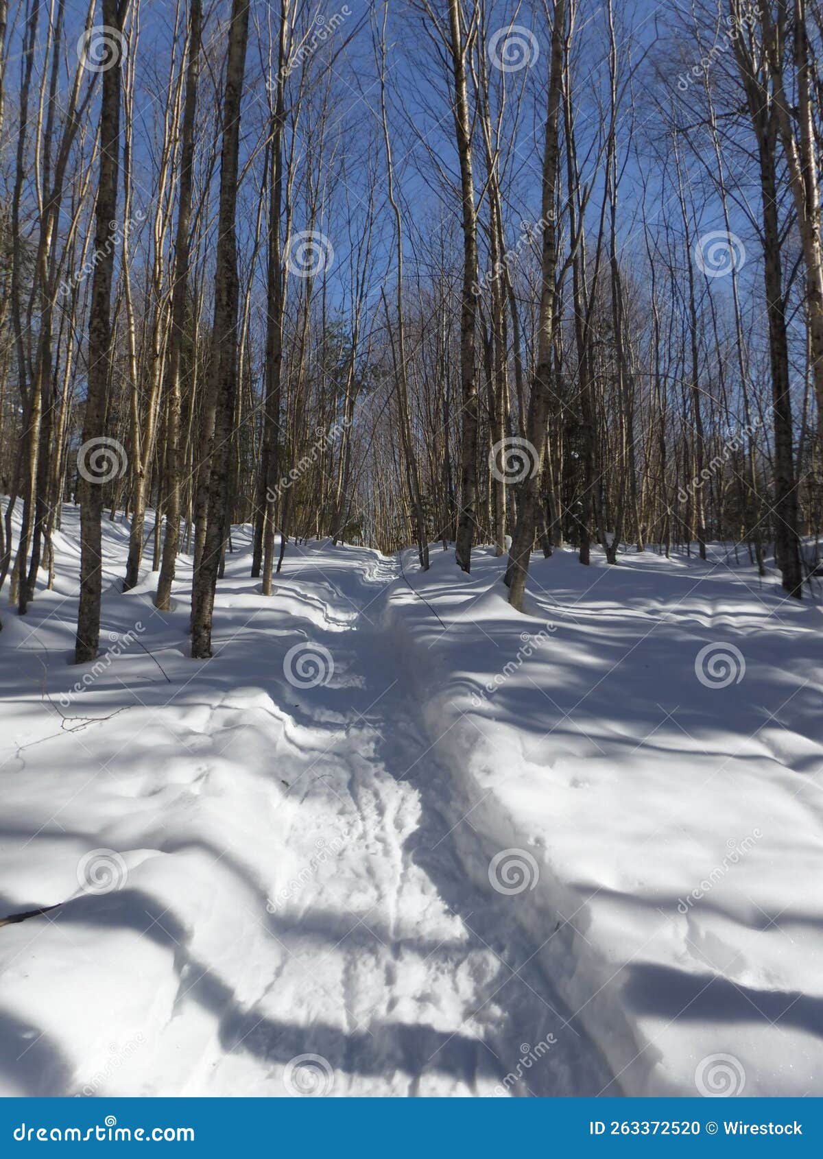 Pathway Covered with Snow in the Forest Stock Photo - Image of tree ...