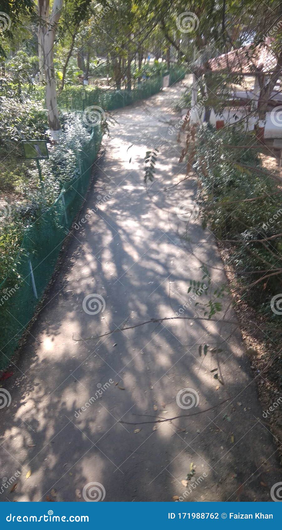 Pathway Covered with Trees and Greenery Stock Photo - Image of greenery ...
