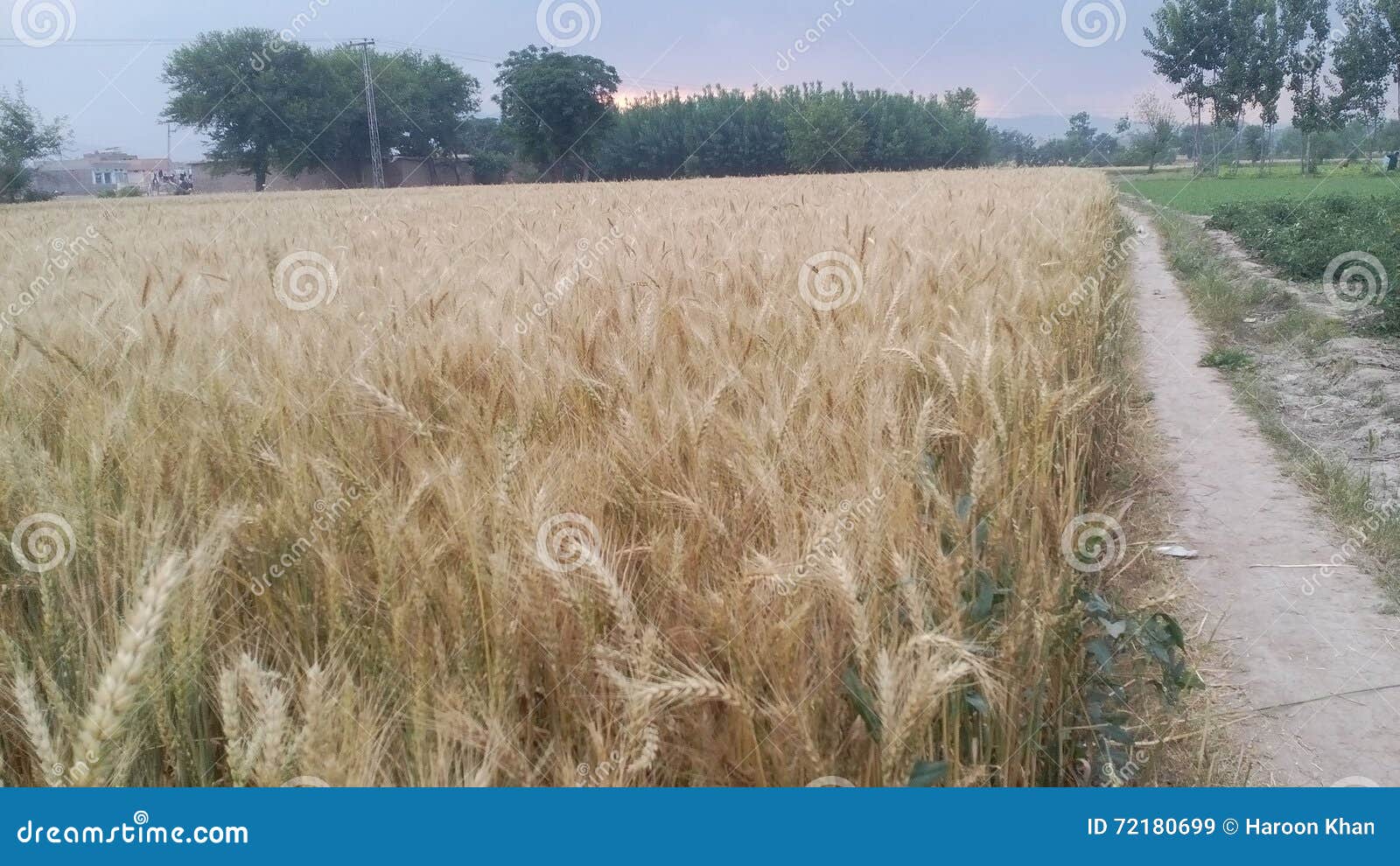 Pathway in the Crops field stock image. Image of pathway - 72180699