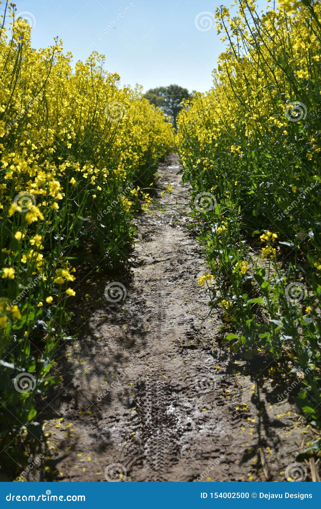 Pathway through Blooming Field of Seed Stock Photo - Image of fields ...