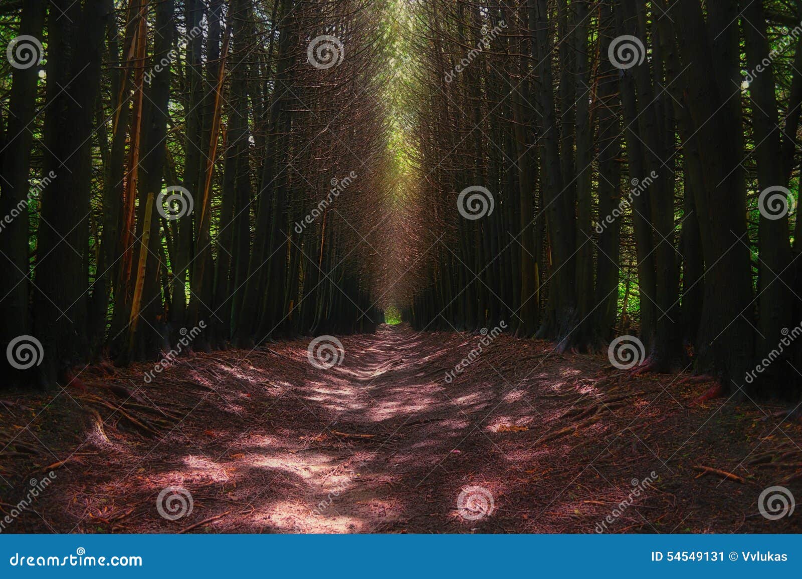 Pathway in dark forest stock image. Image of branch, mystery - 54549131
