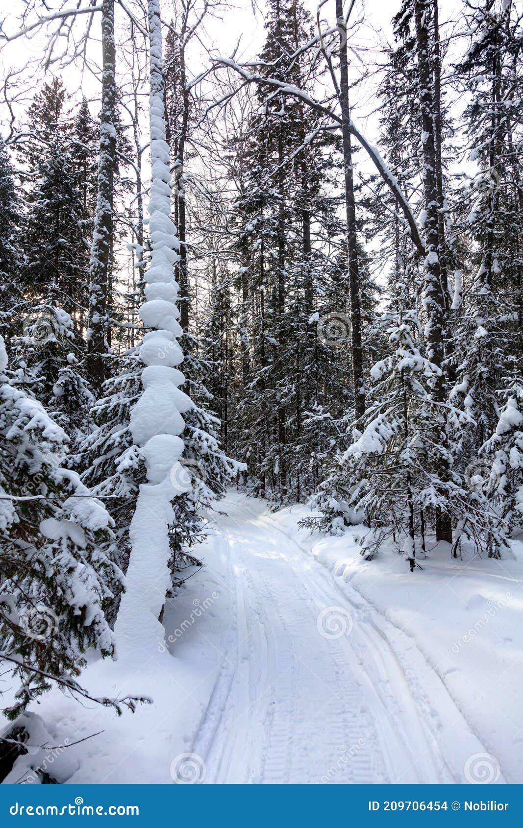 Pathway in a Forest. Evening Light. Winter Stock Photo - Image of ...