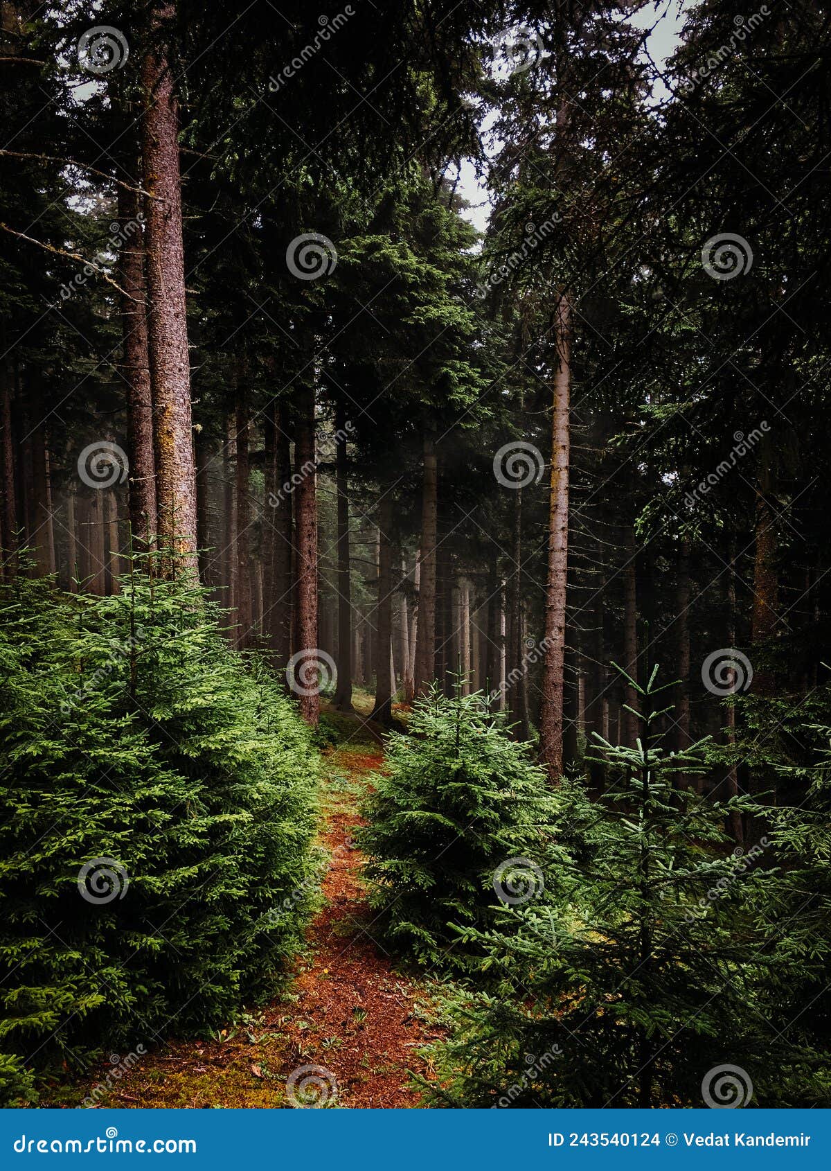 Pathway into Deep Pine Forest Stock Photo - Image of foliage, kumbet ...