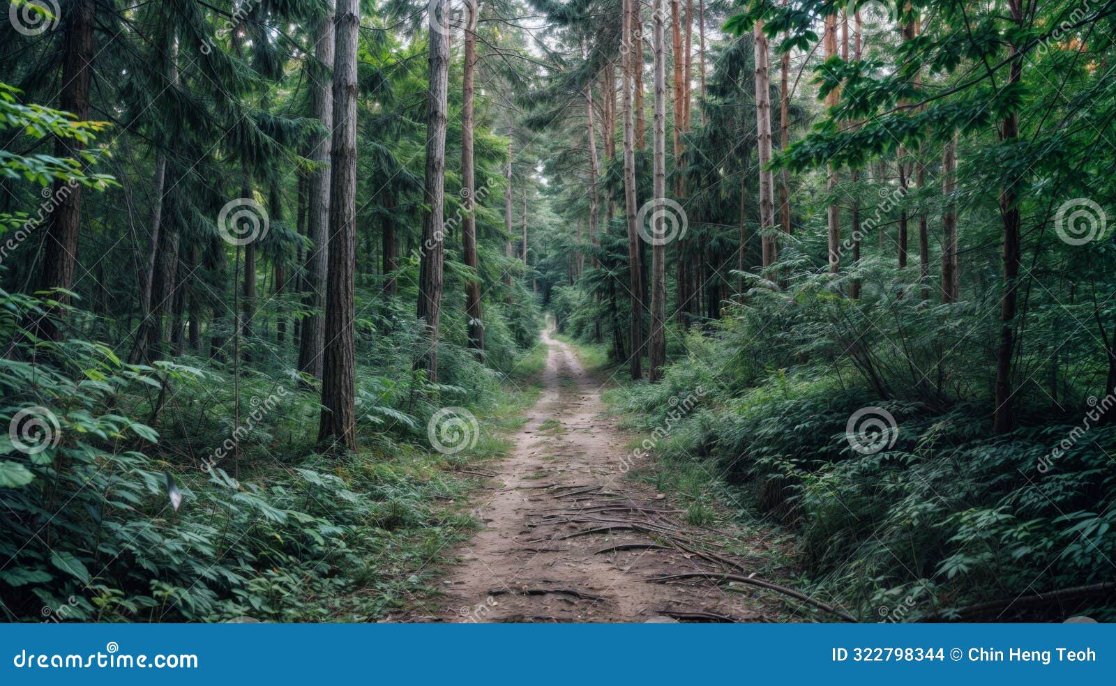 Pathway through a Dense Green Forest with Tall Trees Stock Illustration ...