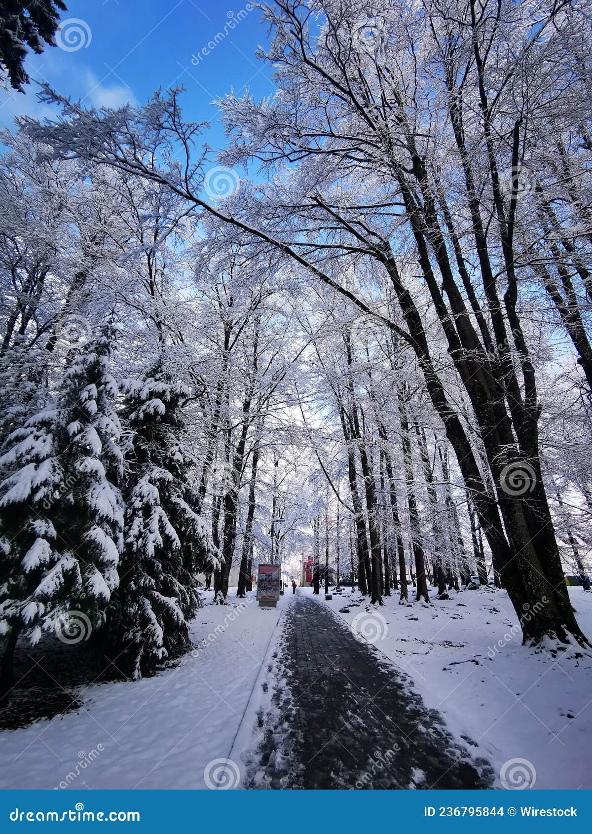 Pathway in a Dense Park Covered in Snow Stock Photo - Image of ...