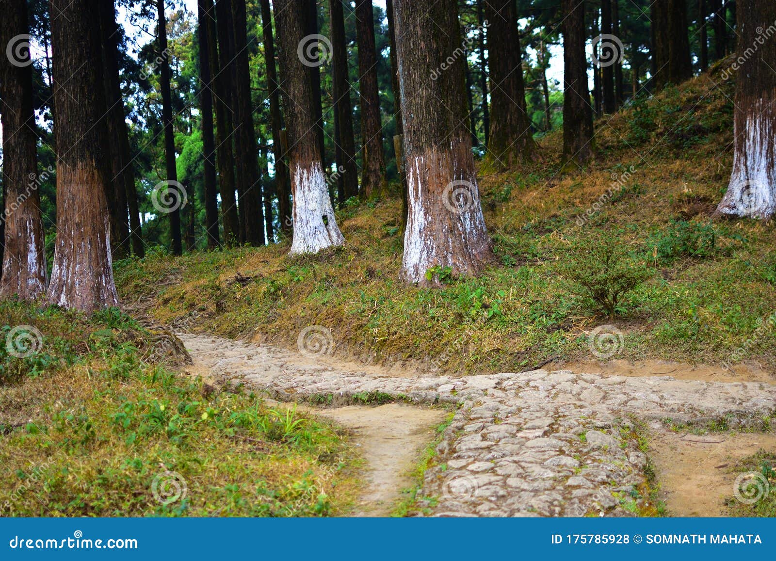 A Pathway through the Dense Woodland Forest at Lamahata, Darjeeling ...