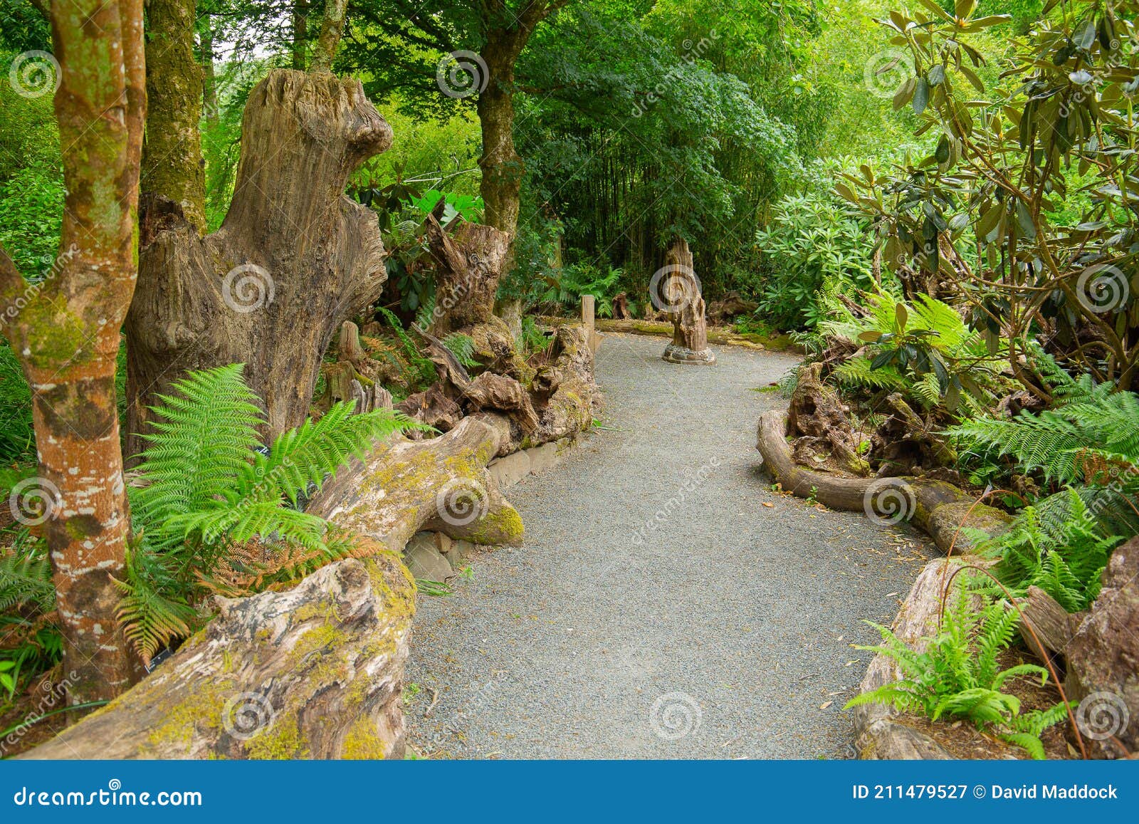 Pathway through the Displays of Old Tree Stumps Stock Image - Image of ...