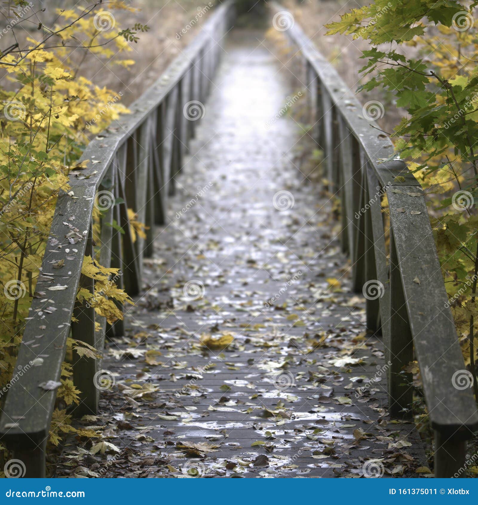 Pathway, Fall / Autumn Backdrop Stock Image - Image of autumn, back ...