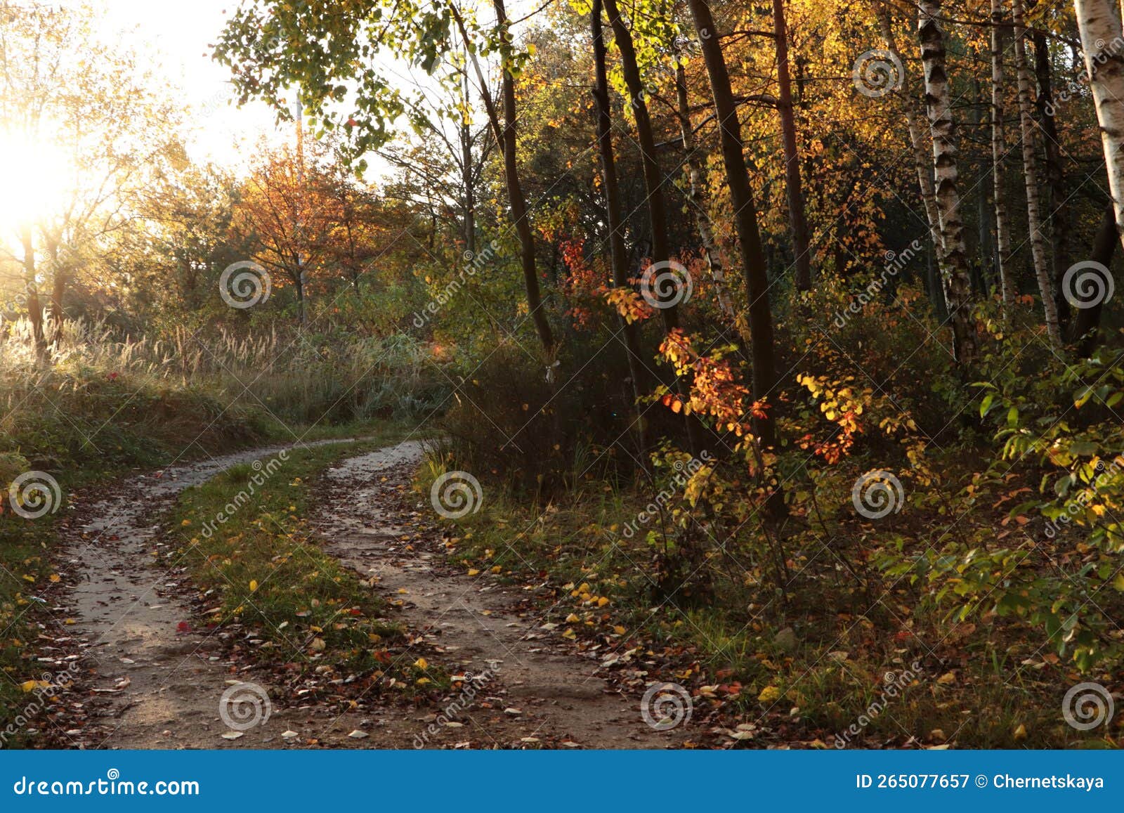 Pathway with Fallen Leaves and Beautiful Trees on Autumn Day Stock ...