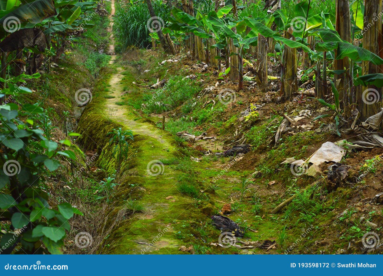 A pathway in a farm stock photo. Image of background - 193598172