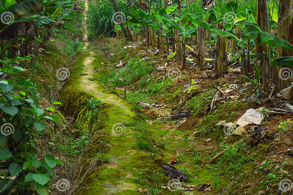 A pathway in a farm stock photo. Image of background - 193598172