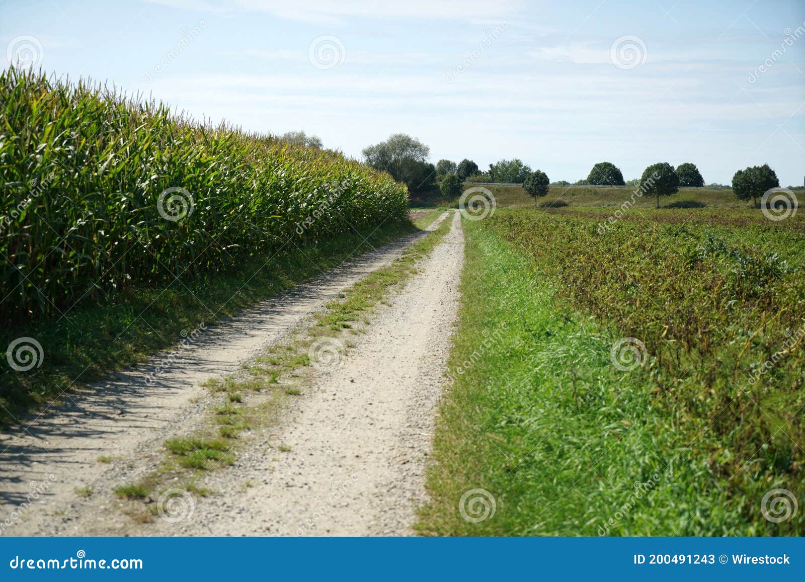 Pathway in a Farm Field Covered in Greenery Under the Sunlight Stock ...