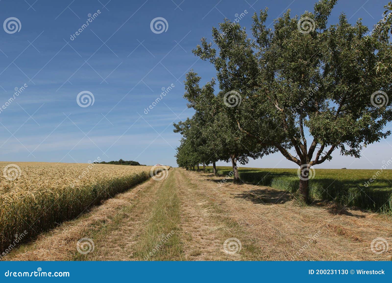 Pathway among the Farm on a Sunny Day Stock Photo - Image of outdoors ...