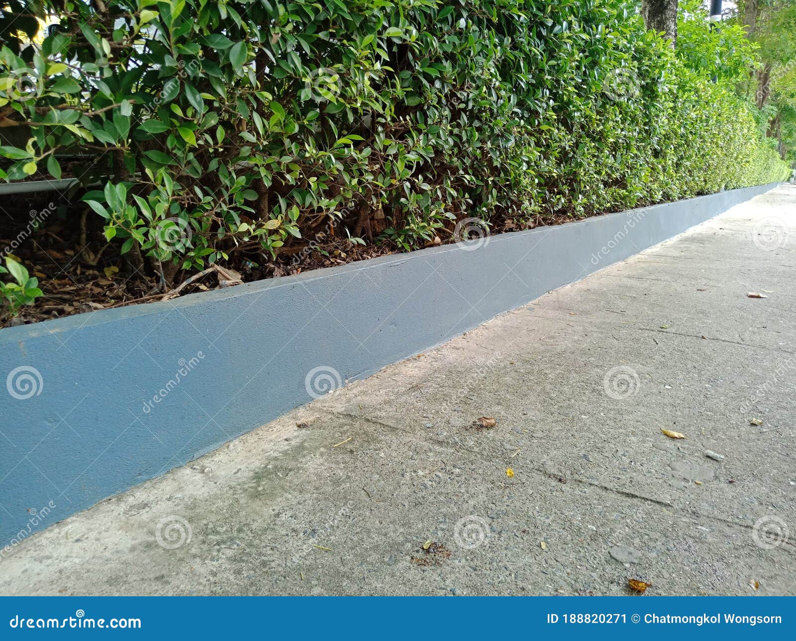 The Pathway with Fence the Trees on the Side Stock Image - Image of ...
