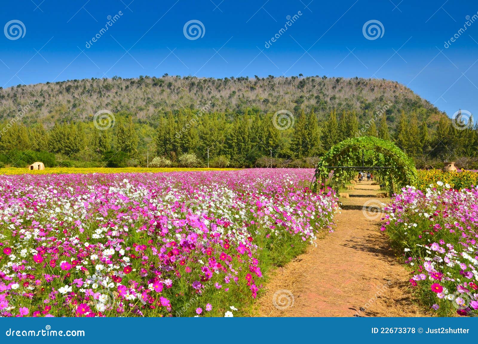 Pathway in a Flower Garden with the Mountain Stock Photo - Image of ...