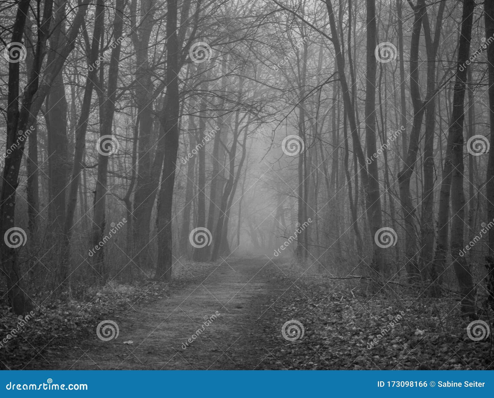 Pathway on a Foggy Day in Winter Stock Photo - Image of fear, misty ...