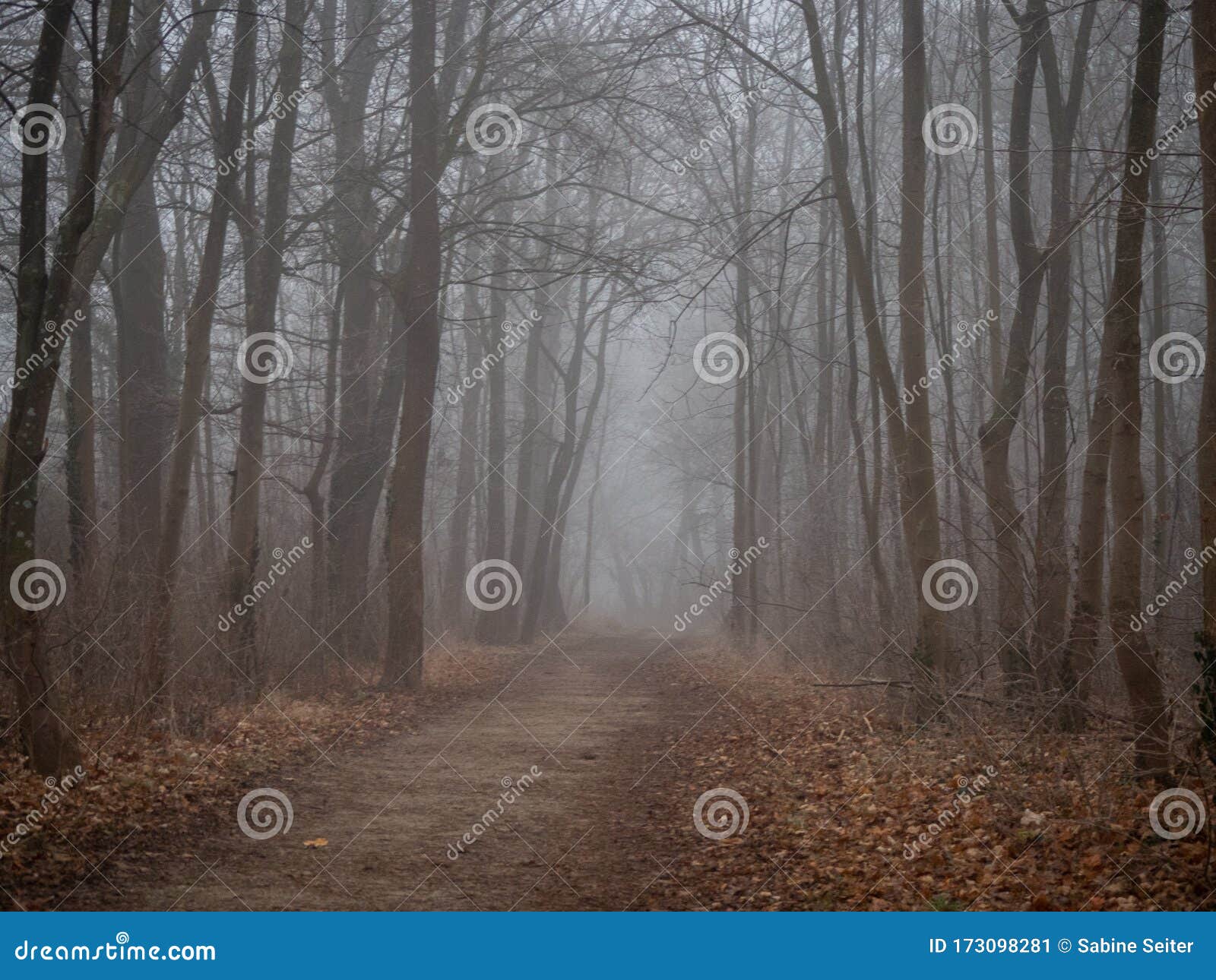 Pathway on a Foggy Day in Winter Stock Image - Image of misty, black ...