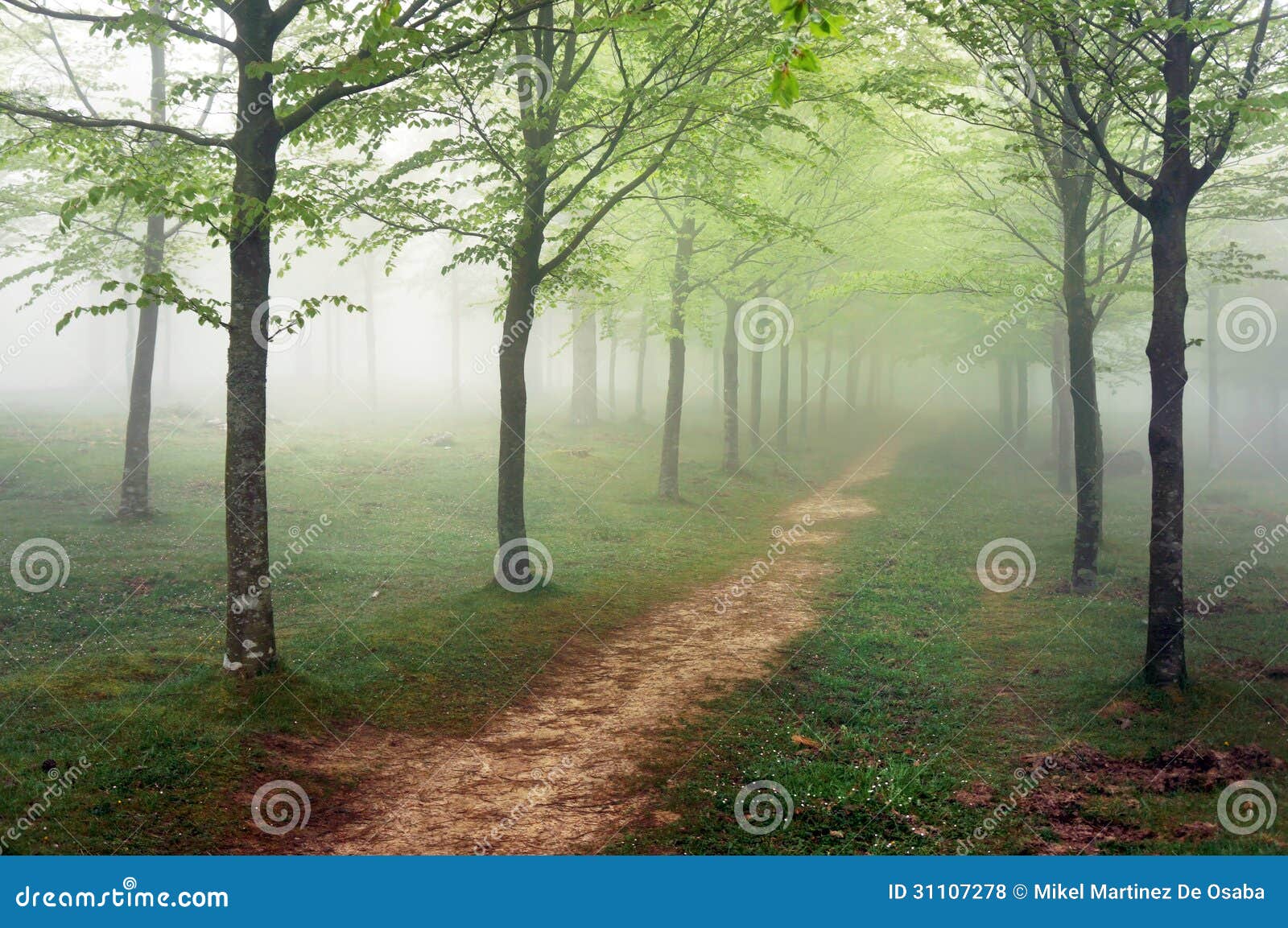 Pathway in foggy forest stock photo. Image of nature - 31107278