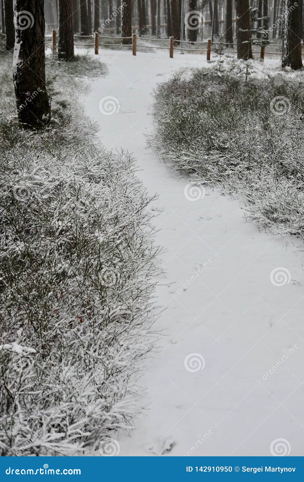The Pathway in a Winter Pine Forest. Stock Photo - Image of january ...