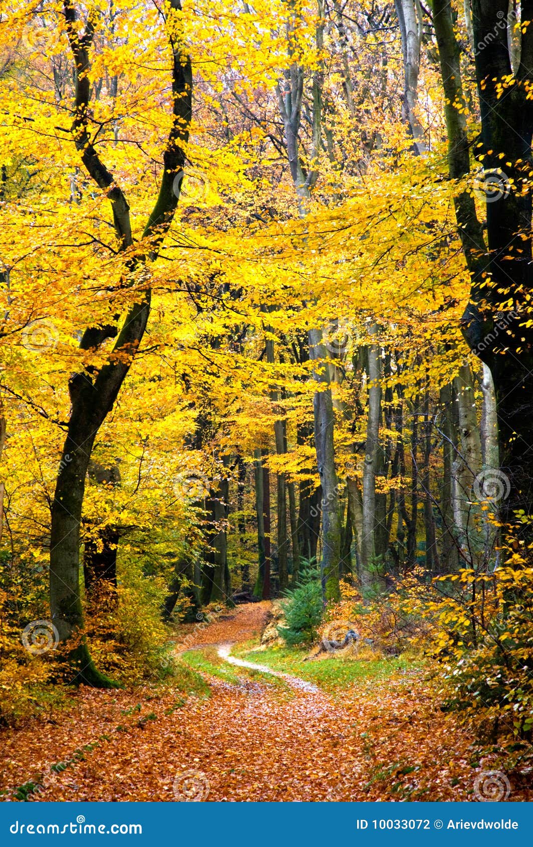 Pathway in forest stock photo. Image of green, forest - 10033072