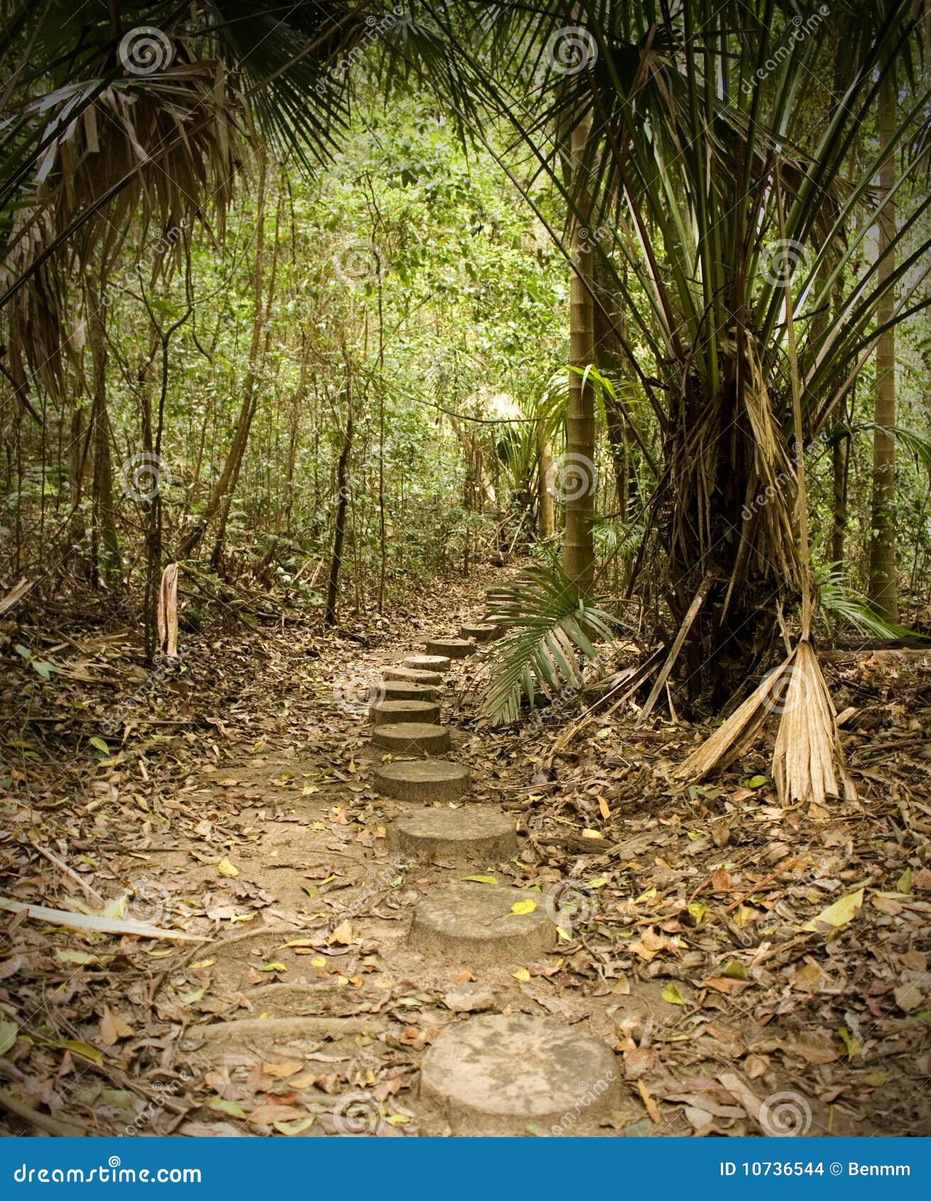 Pathway into the forest stock photo. Image of organic - 10736544