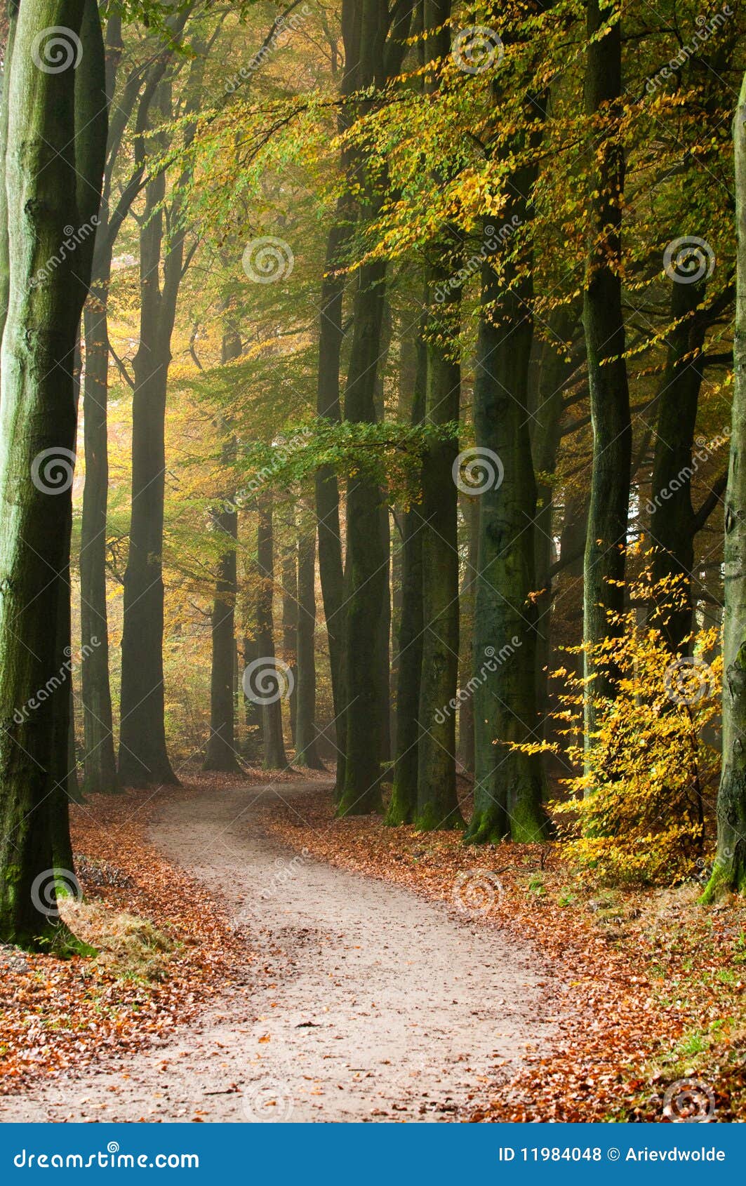 Pathway in the forest stock photo. Image of casting, autumn - 11984048