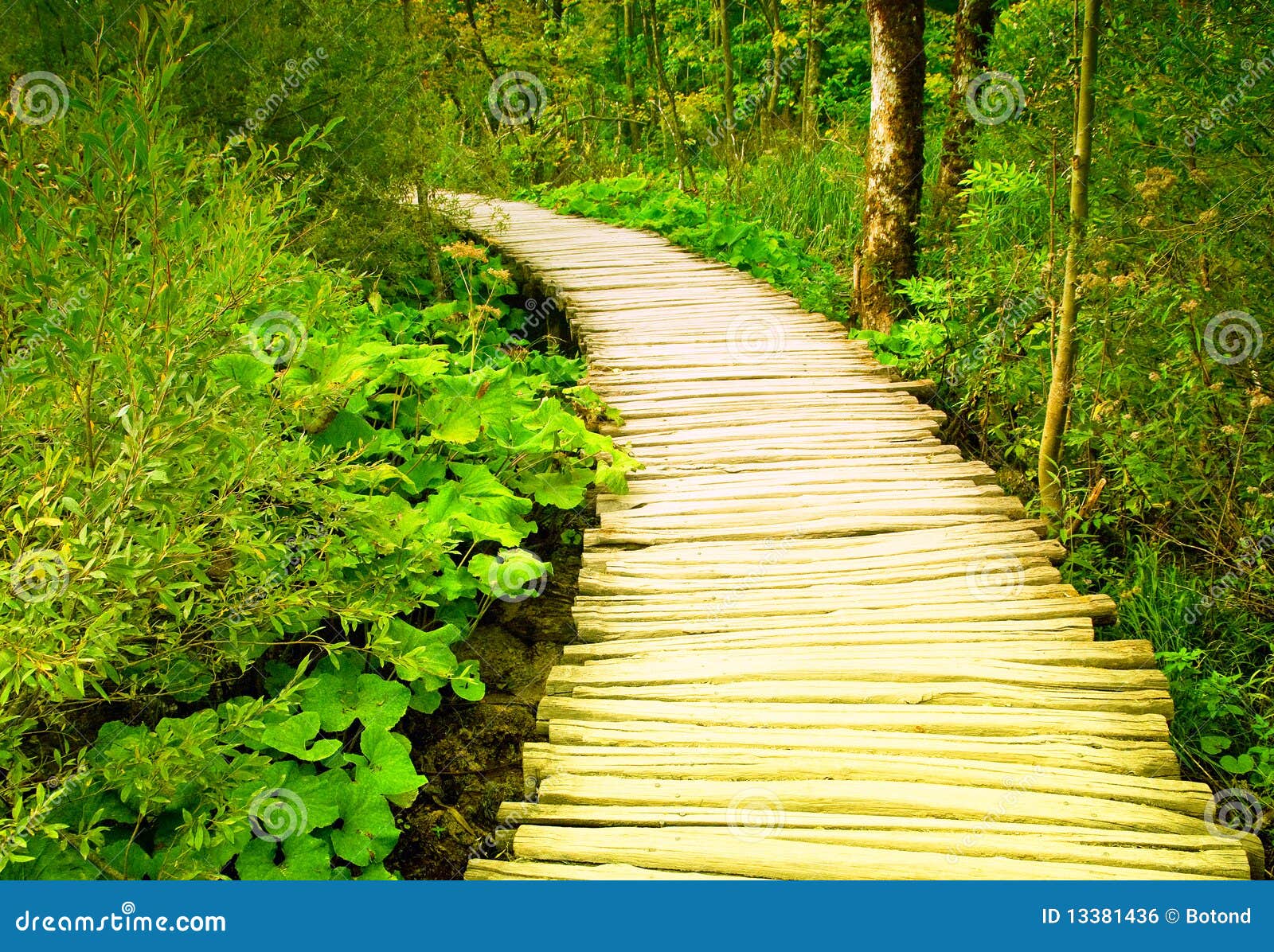 Pathway in the forest stock photo. Image of bridge, harmony - 13381436