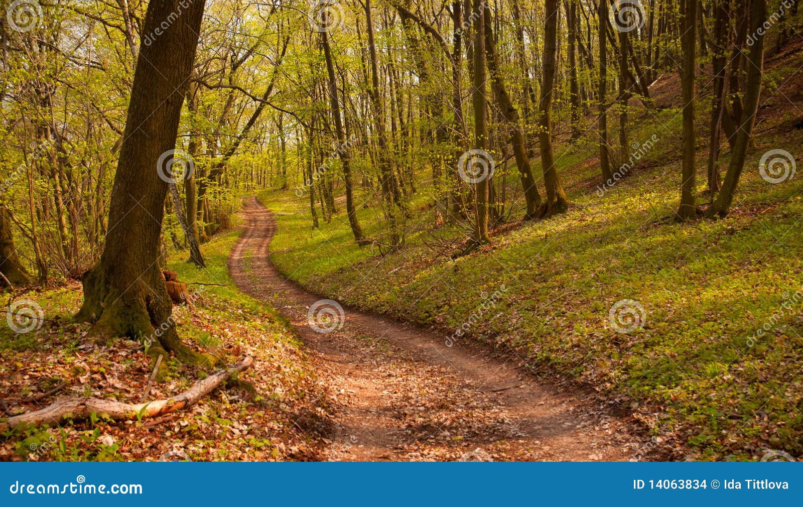 Pathway in forest stock photo. Image of nature, wood - 14063834