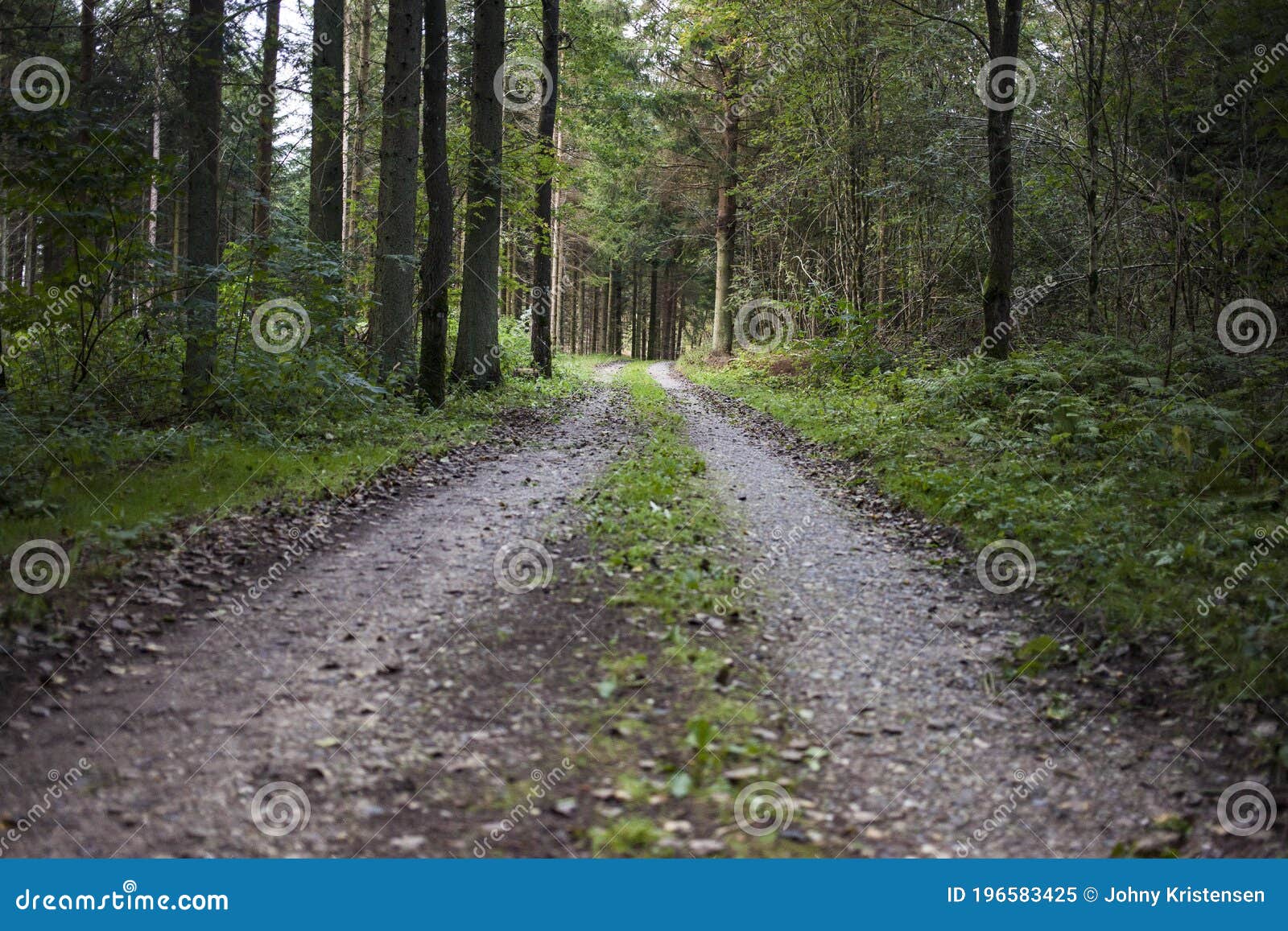 A pathway in the forest stock image. Image of pathway - 196583425