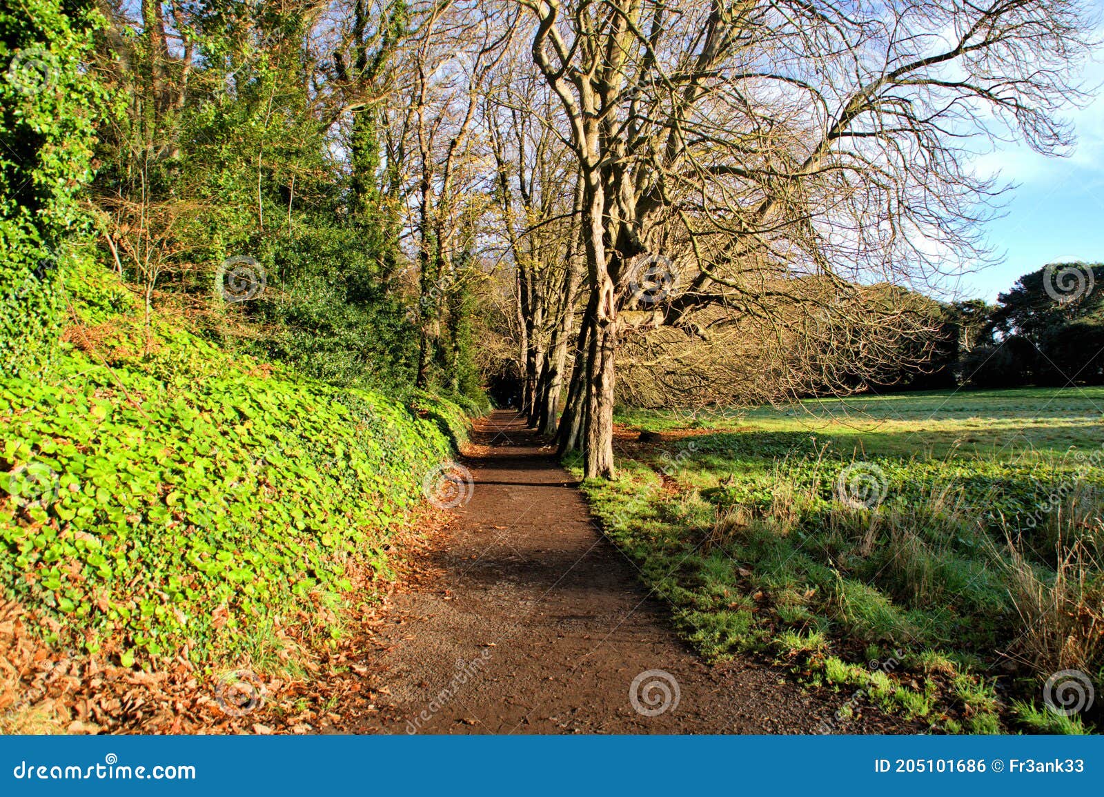 Pathway in forest stock photo. Image of pathway, ireland - 205101686