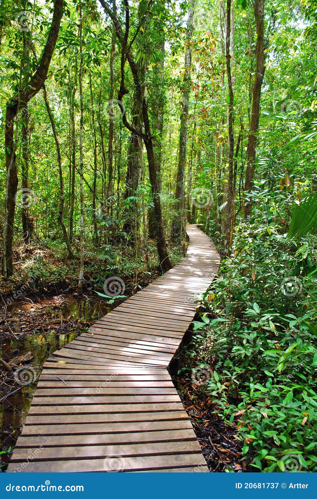 Pathway in the forest stock image. Image of jungle, leaf - 20681737